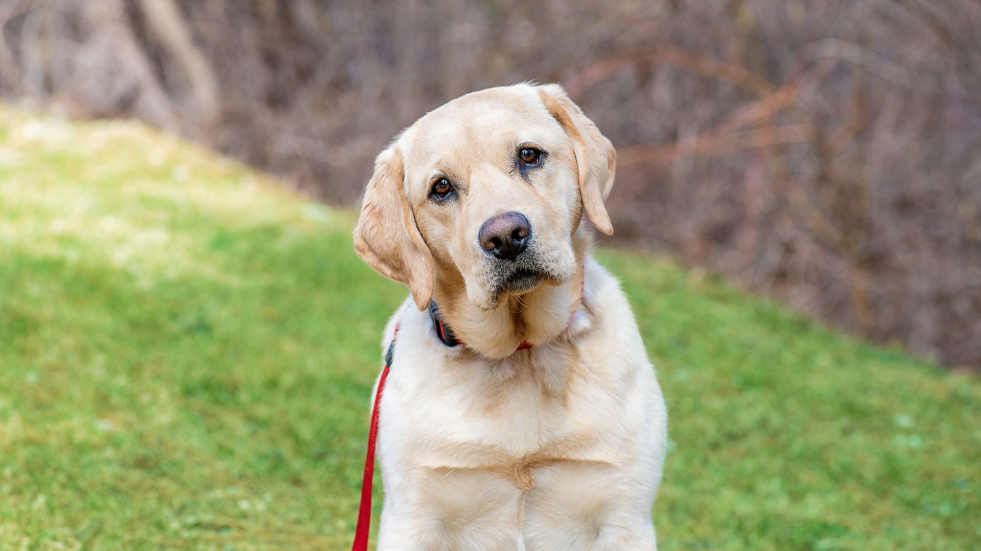 Contact Atlantic K9 | Professional Dog Trainer in Boxford MA