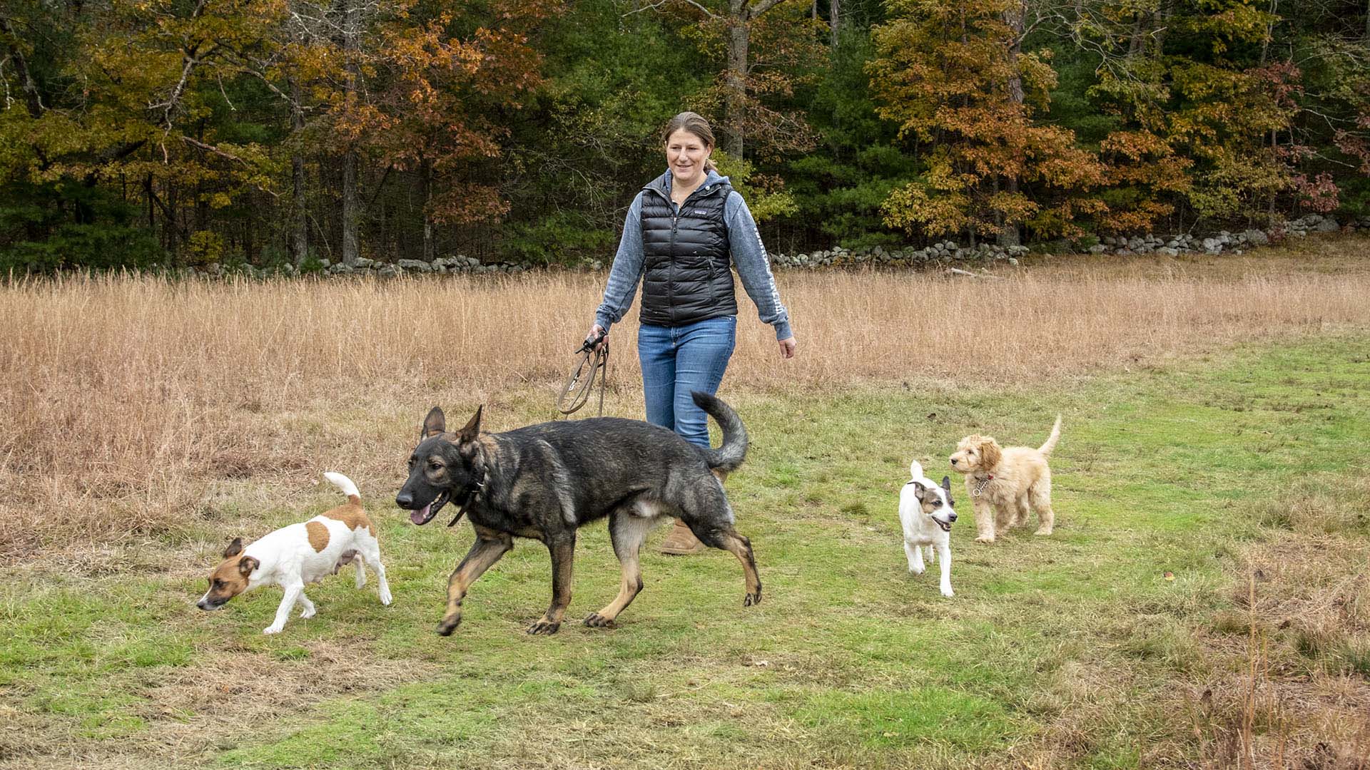 Do Small Dogs Need Less Exercise Do Small Dogs Need Less Exercise