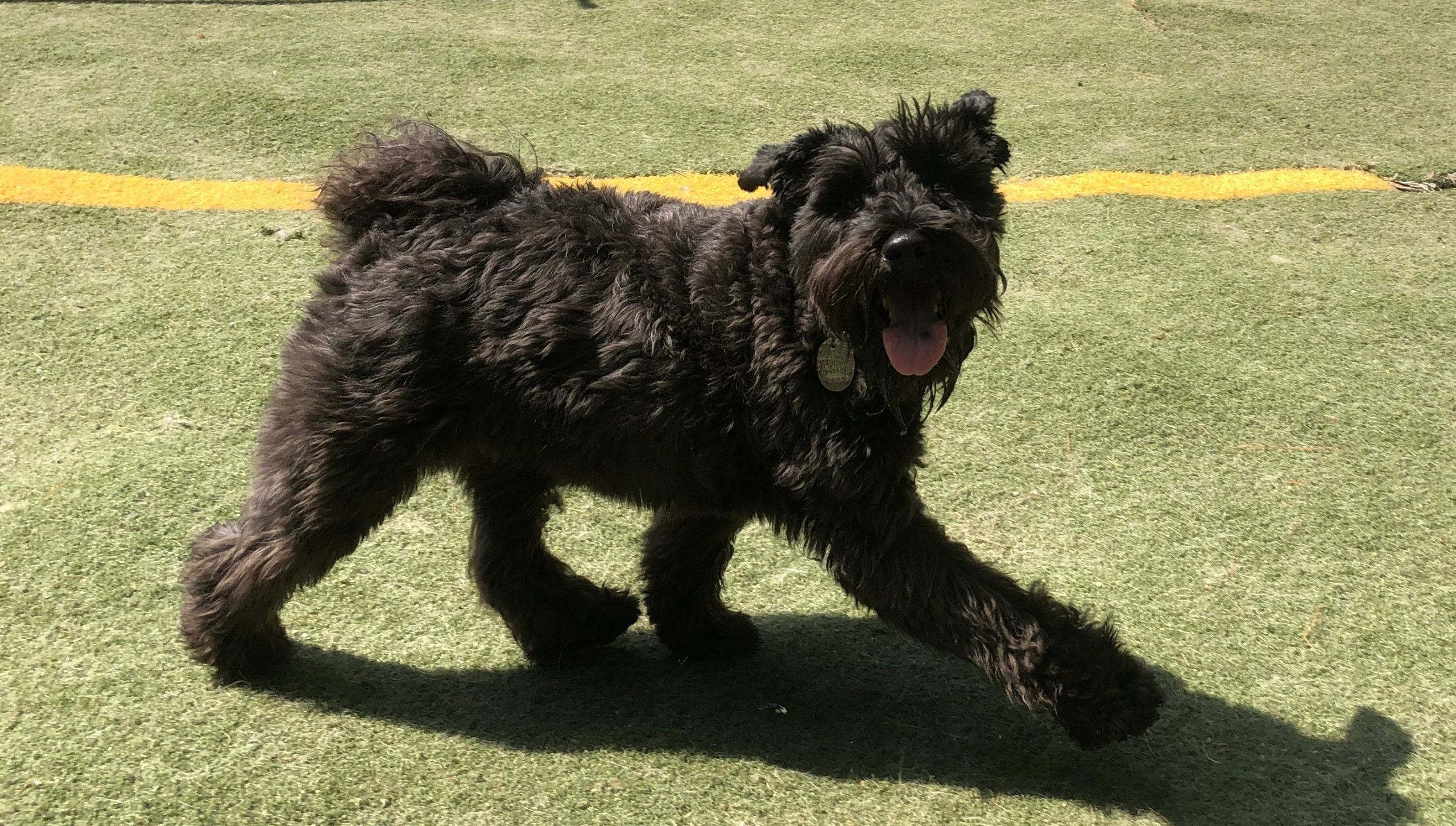 Lisa & Smudge - Atlantic K9