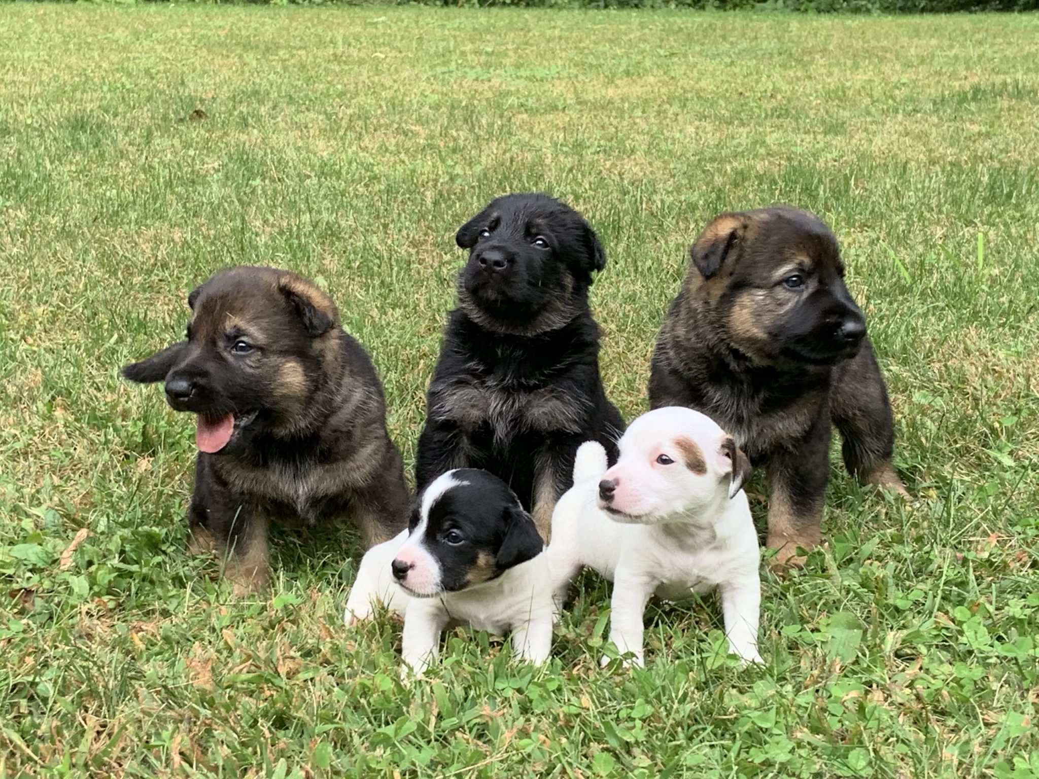 German Shepherd & Jack Russell Terrier Breeder | Atlantic K9