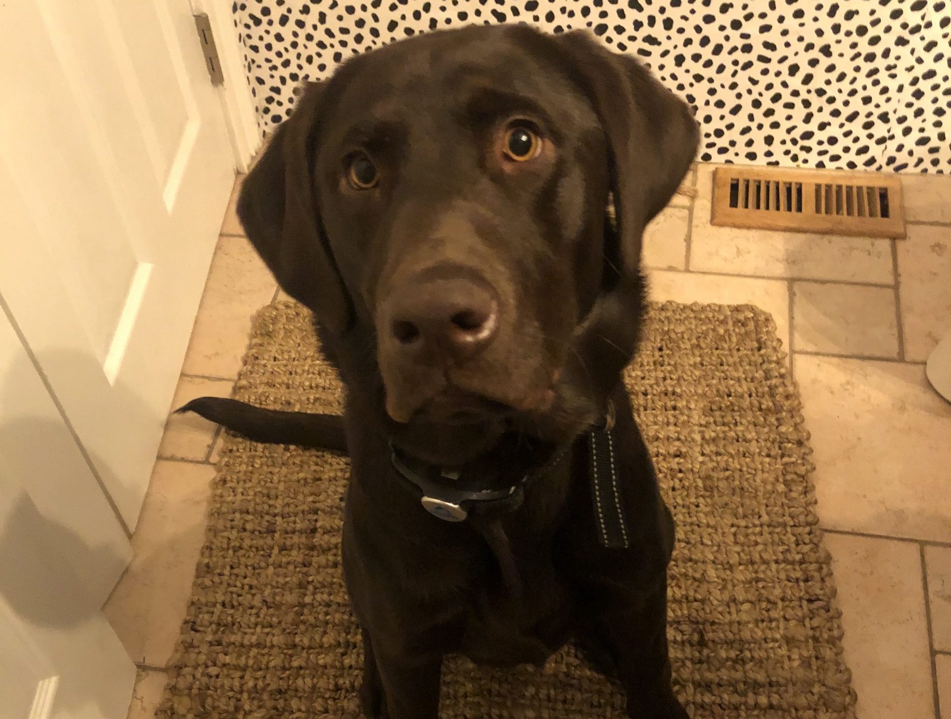 Molly & Russell - Atlantic K9
