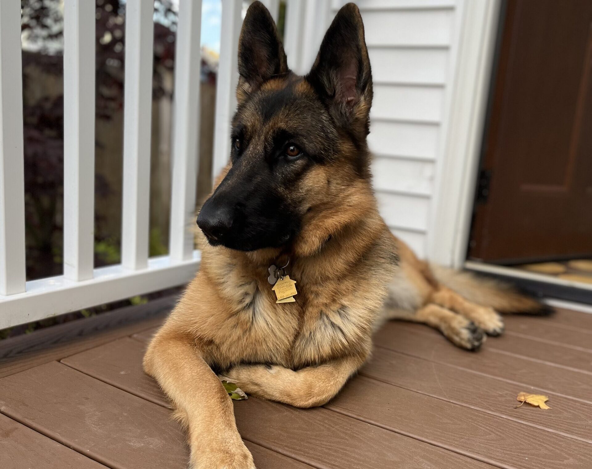 Haley & Tutli - Atlantic K9