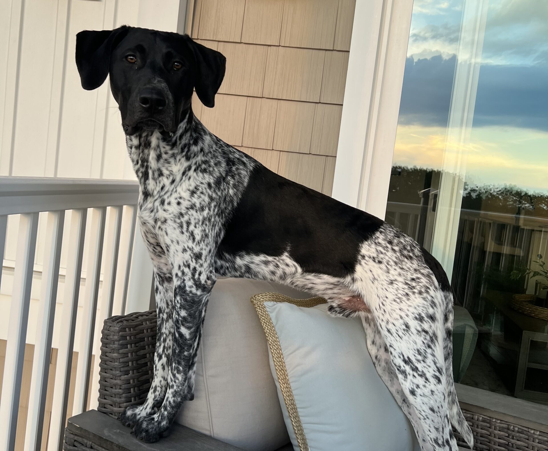 Chloe & Sox - Atlantic K9