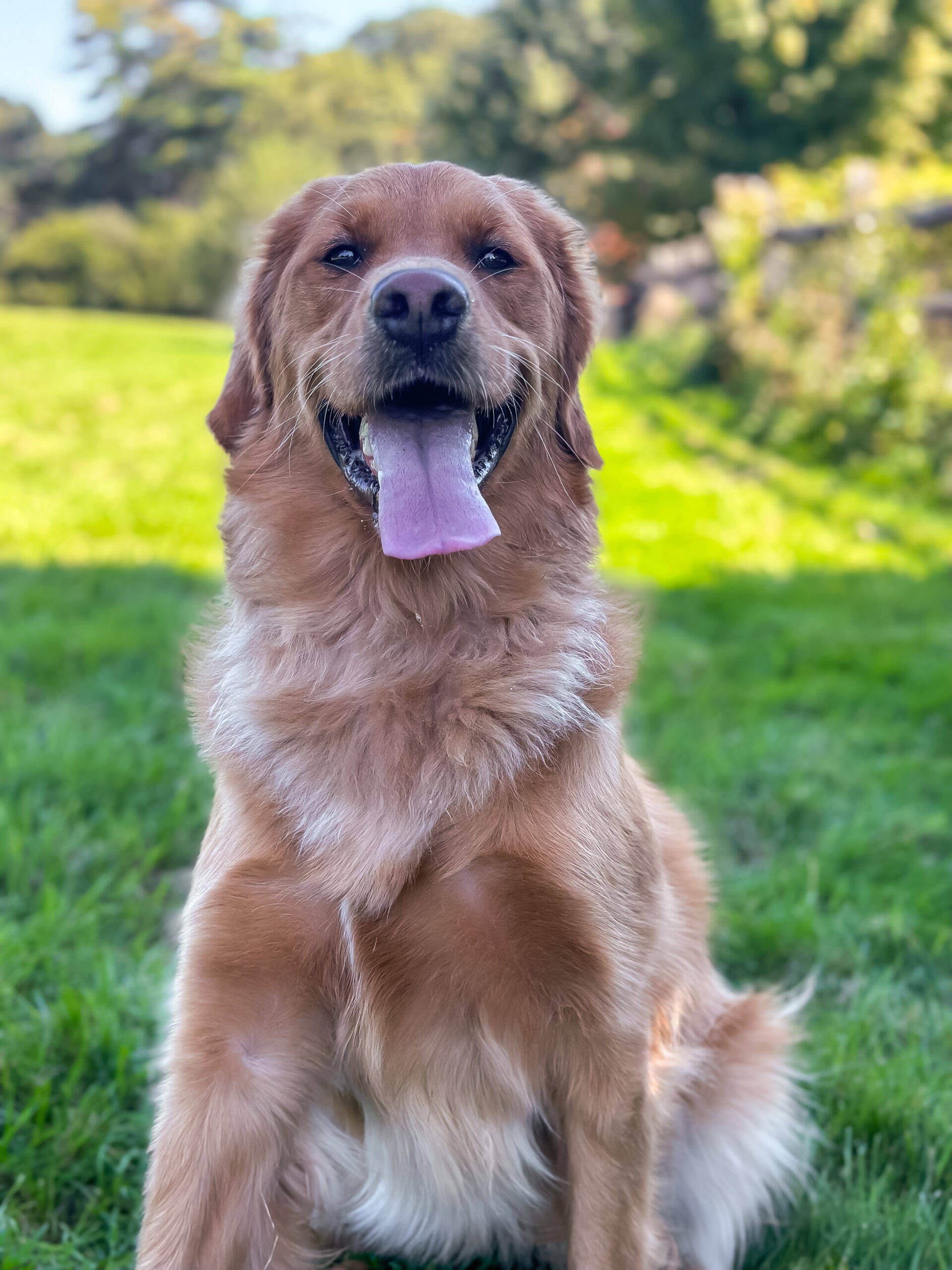 Laura, Brian & Arizona - Atlantic K9