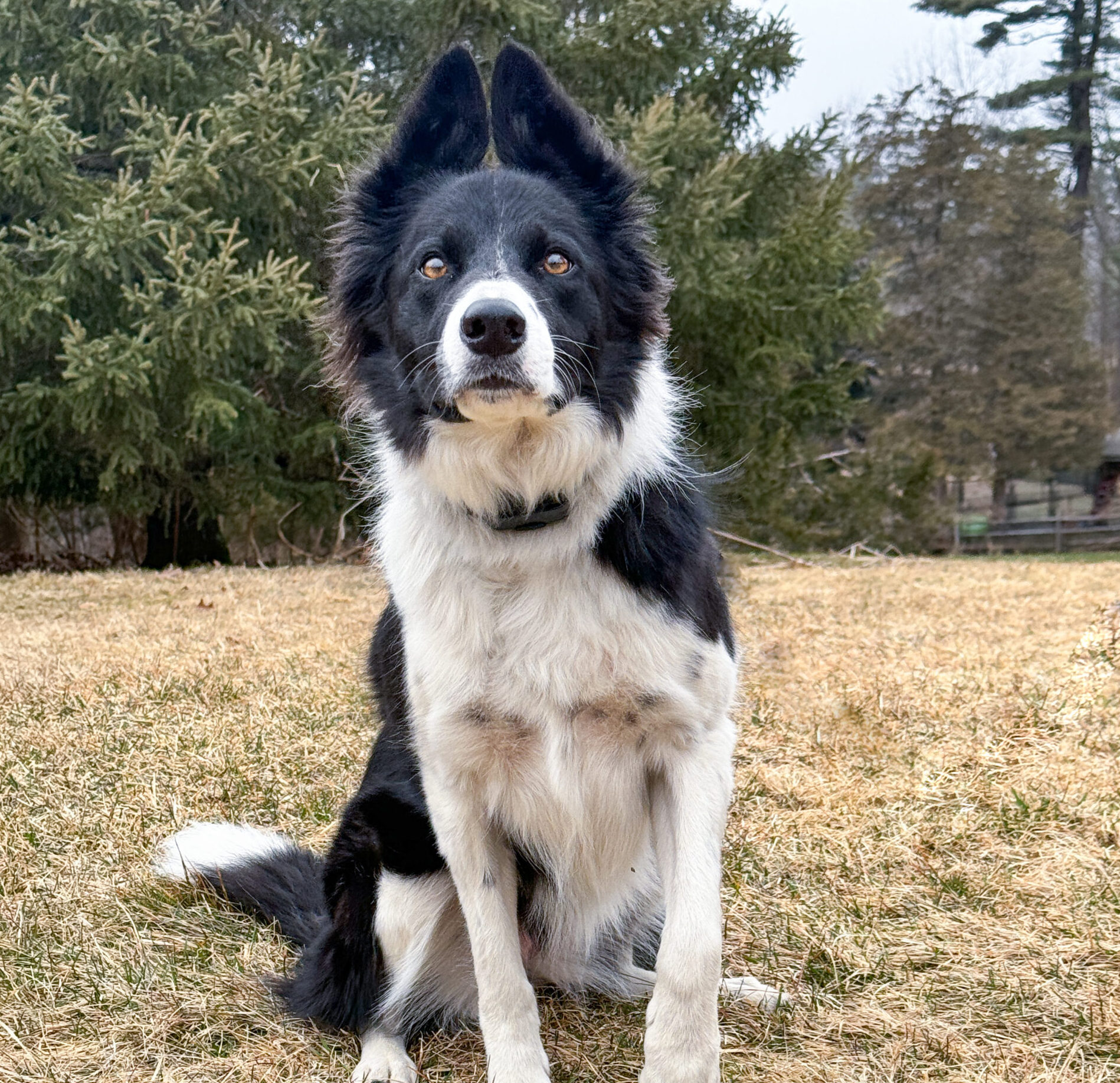 Susan & Maggie - Atlantic K9
