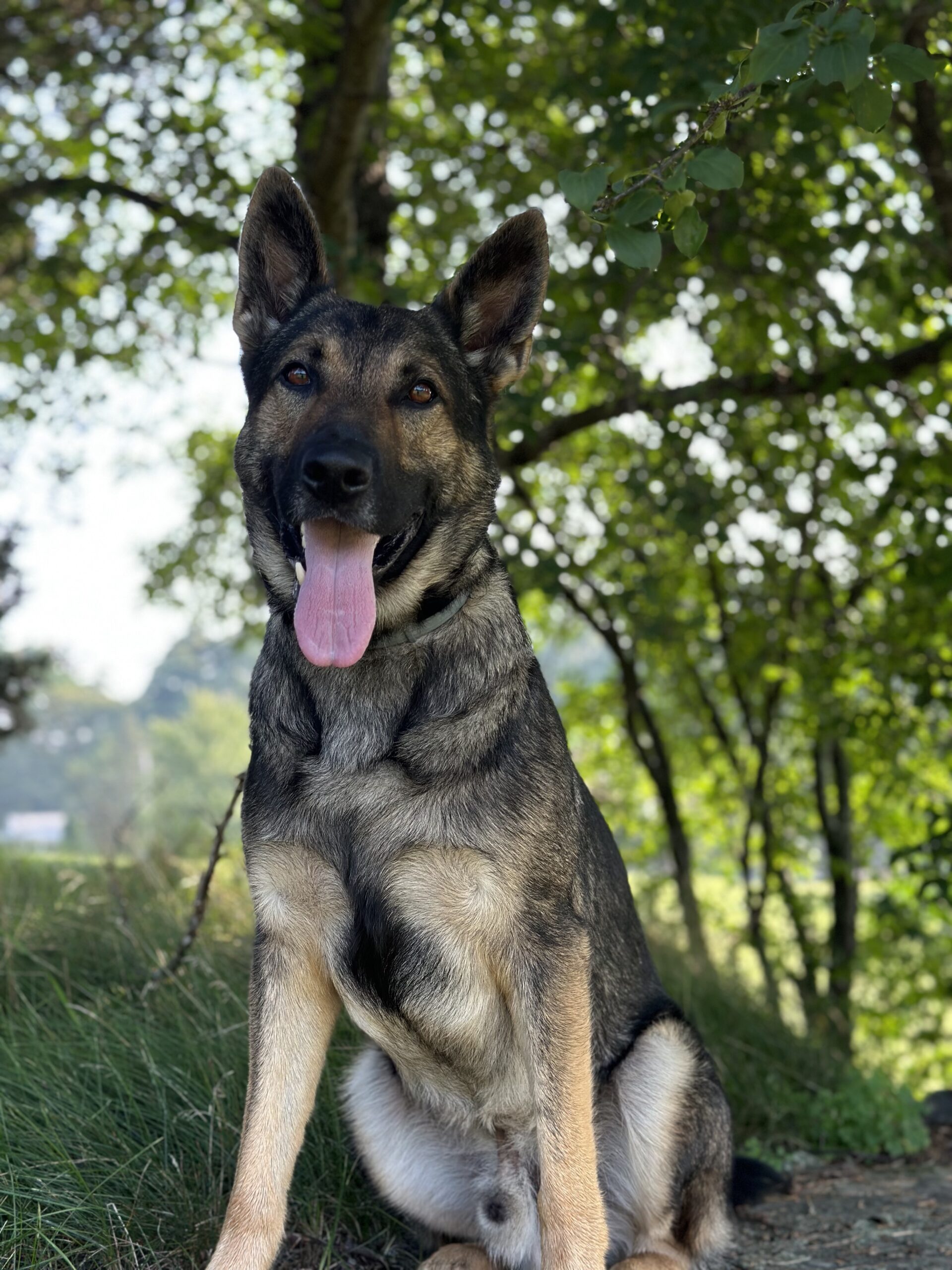 German Shepherd & Jack Russell Terrier Breeder | Atlantic K9