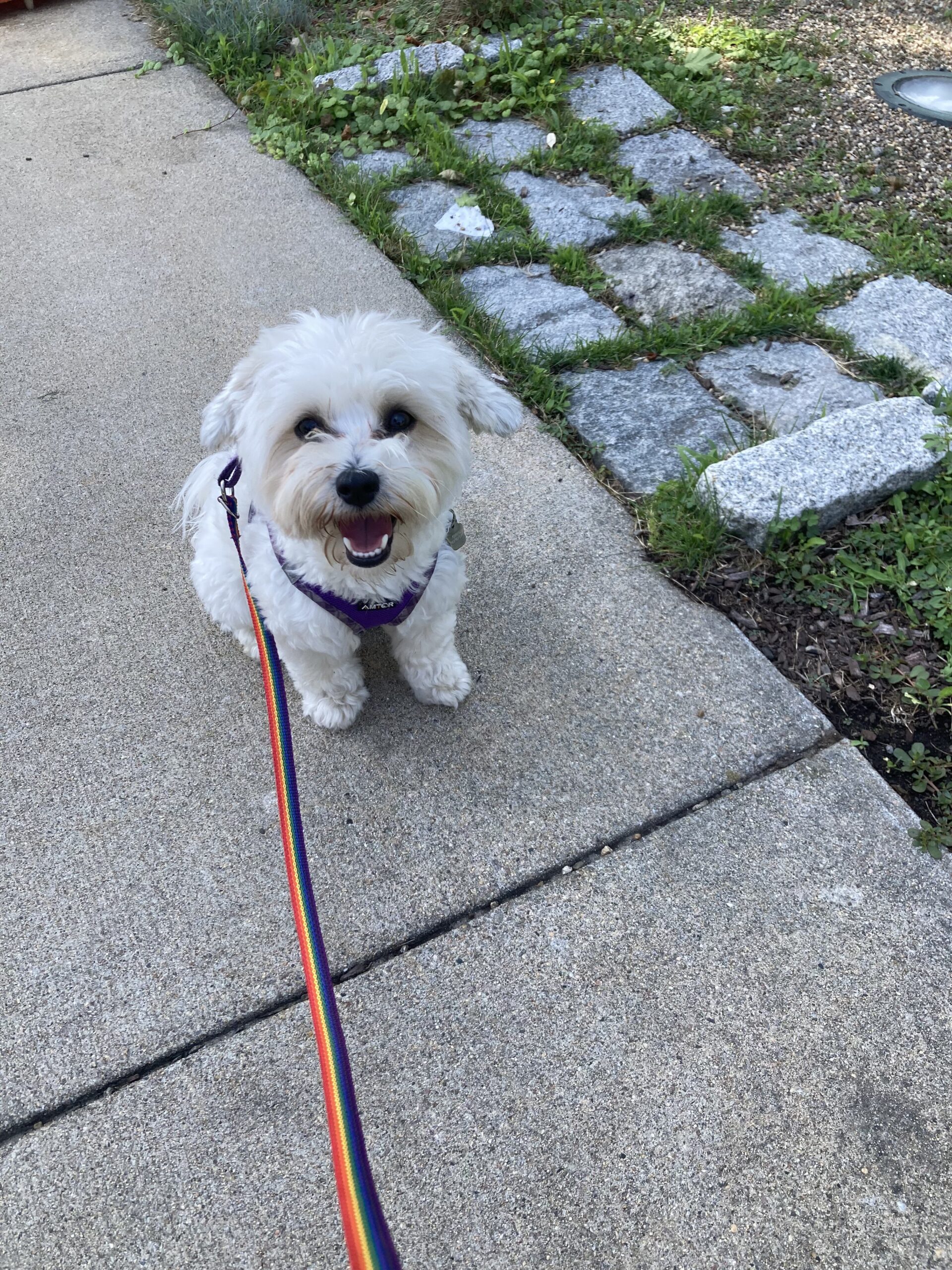 Kristin & Gidget - Atlantic K9